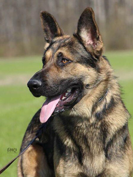 Tango vom Sequoyah Haus ("Tank") | Sequoyah German Shepherds