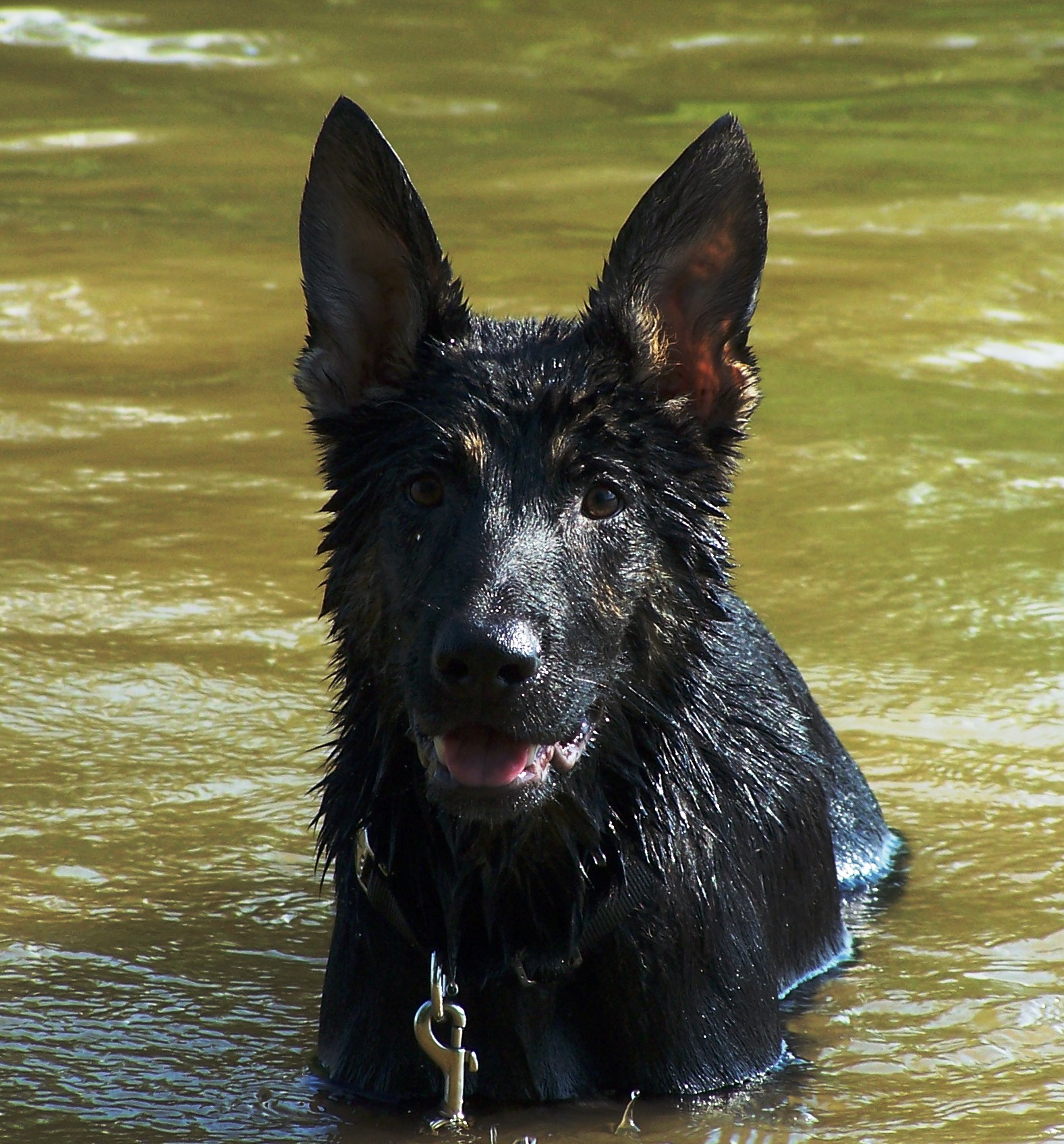 Jag | Sequoyah German Shepherds