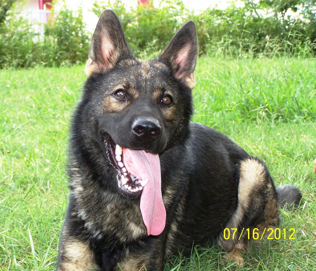 Ir Zimni Romance "Romeo" | Sequoyah German Shepherds