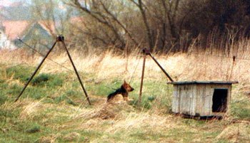 History of the DDR Dog in Soddy Daisy, TN | Sequoyah German Shepherds