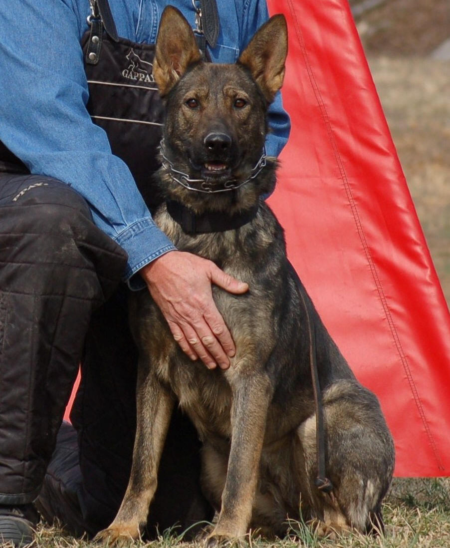 Retired Dogs in Soddy Daisy, TN | Sequoyah German Shepherds